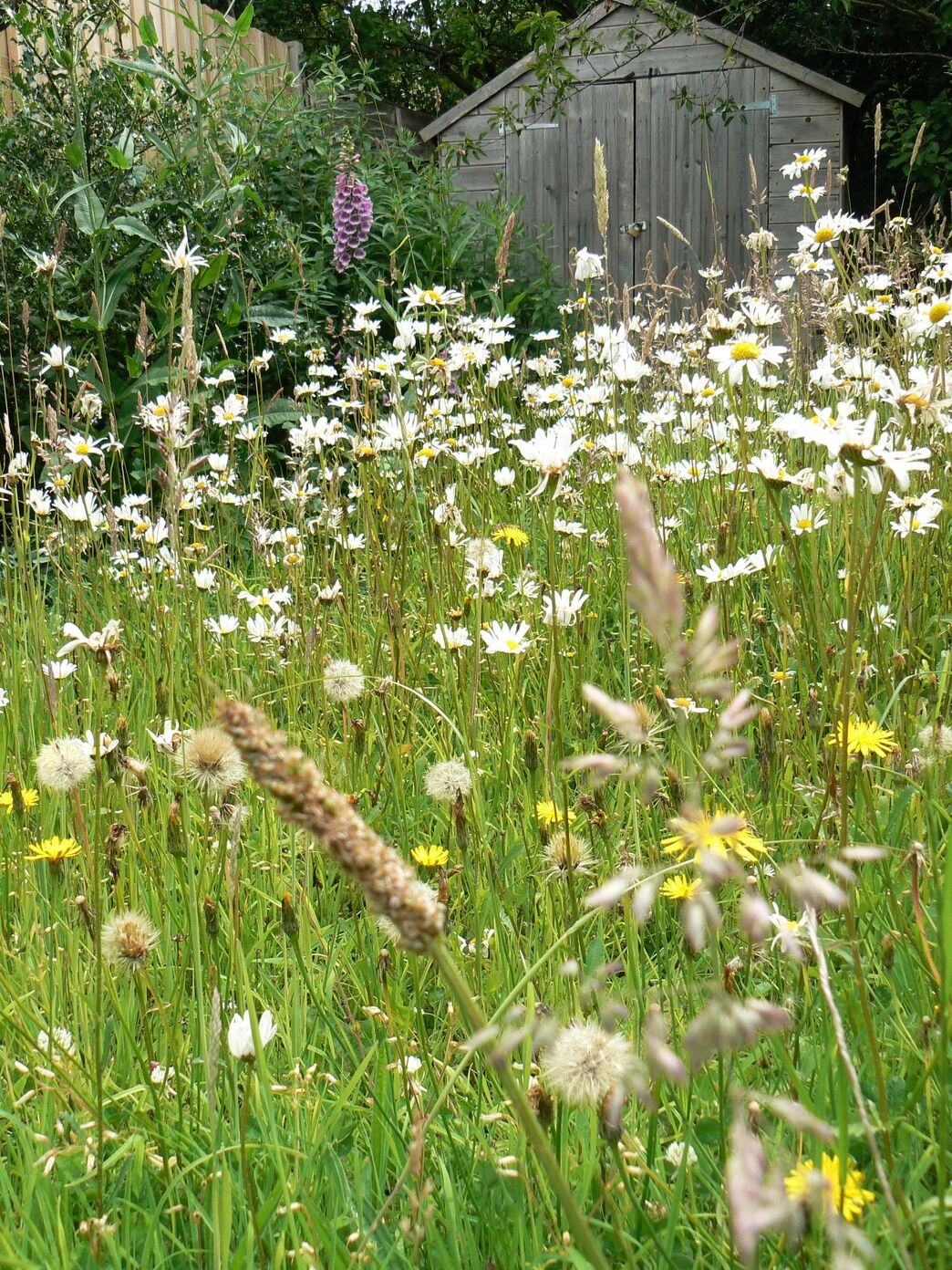 Team Wilder Create A Mini Meadow At Home Avon Wildlife Trust